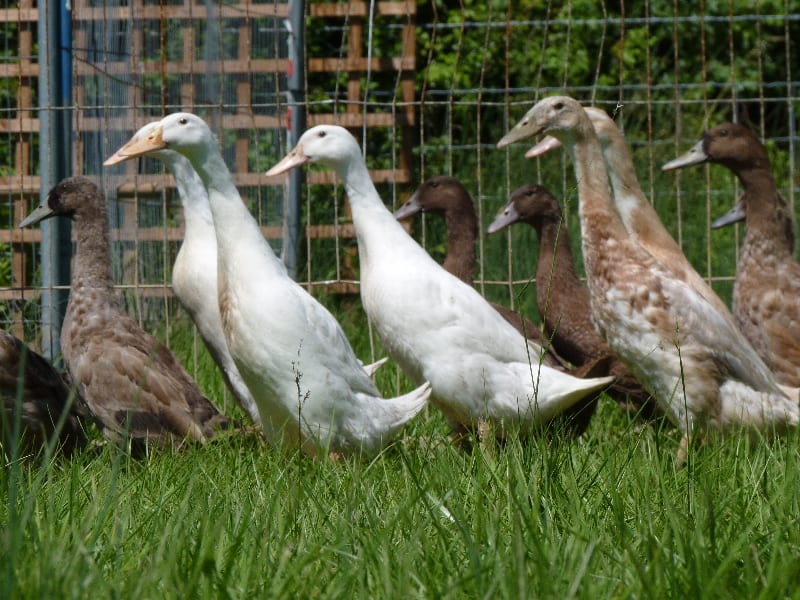 Ducks For Sale Wishing Wells Farm Traditional Farm Shop Ducks For Sale Wishing Wells Farm Traditional Farm Shop