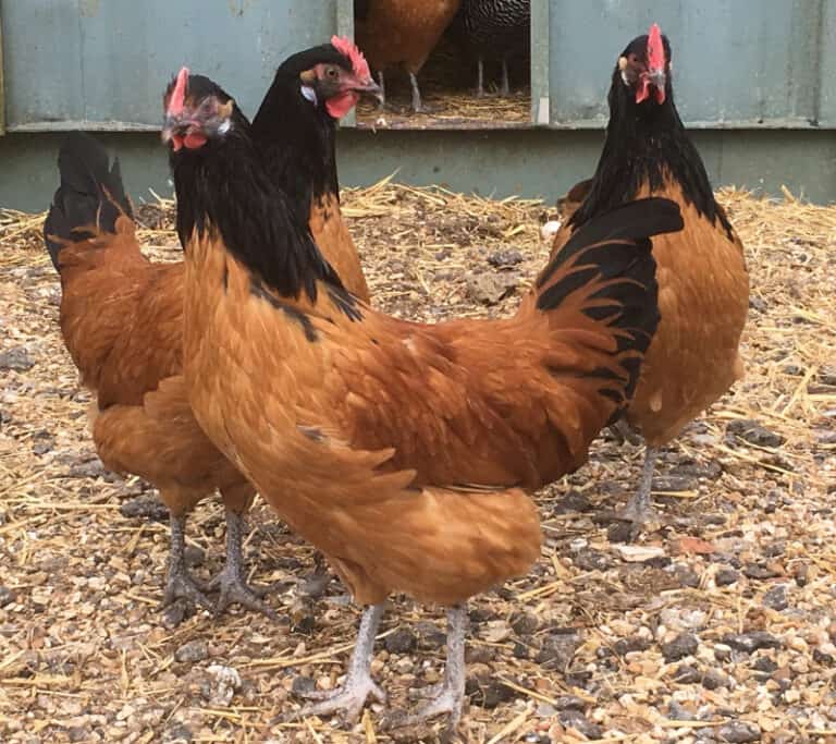 Chickens for Sale at Wishing Wells Farm Hickstead | Visit Us